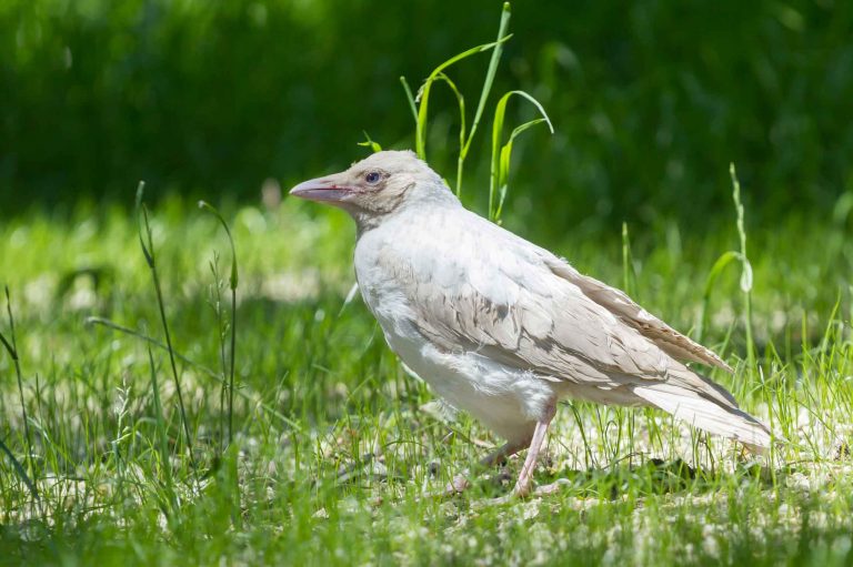 White Things: 50+ Things That Are White in Nature • Colors Explained