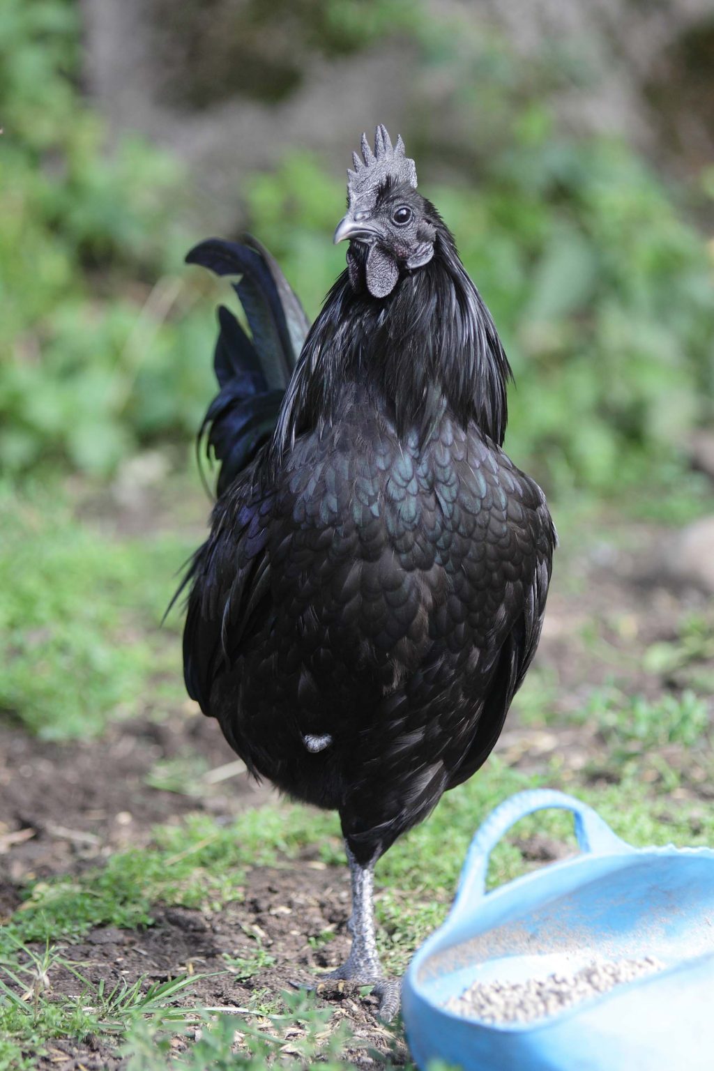 Black Things: 50+ Things That Are Black in Nature • Colors Explained