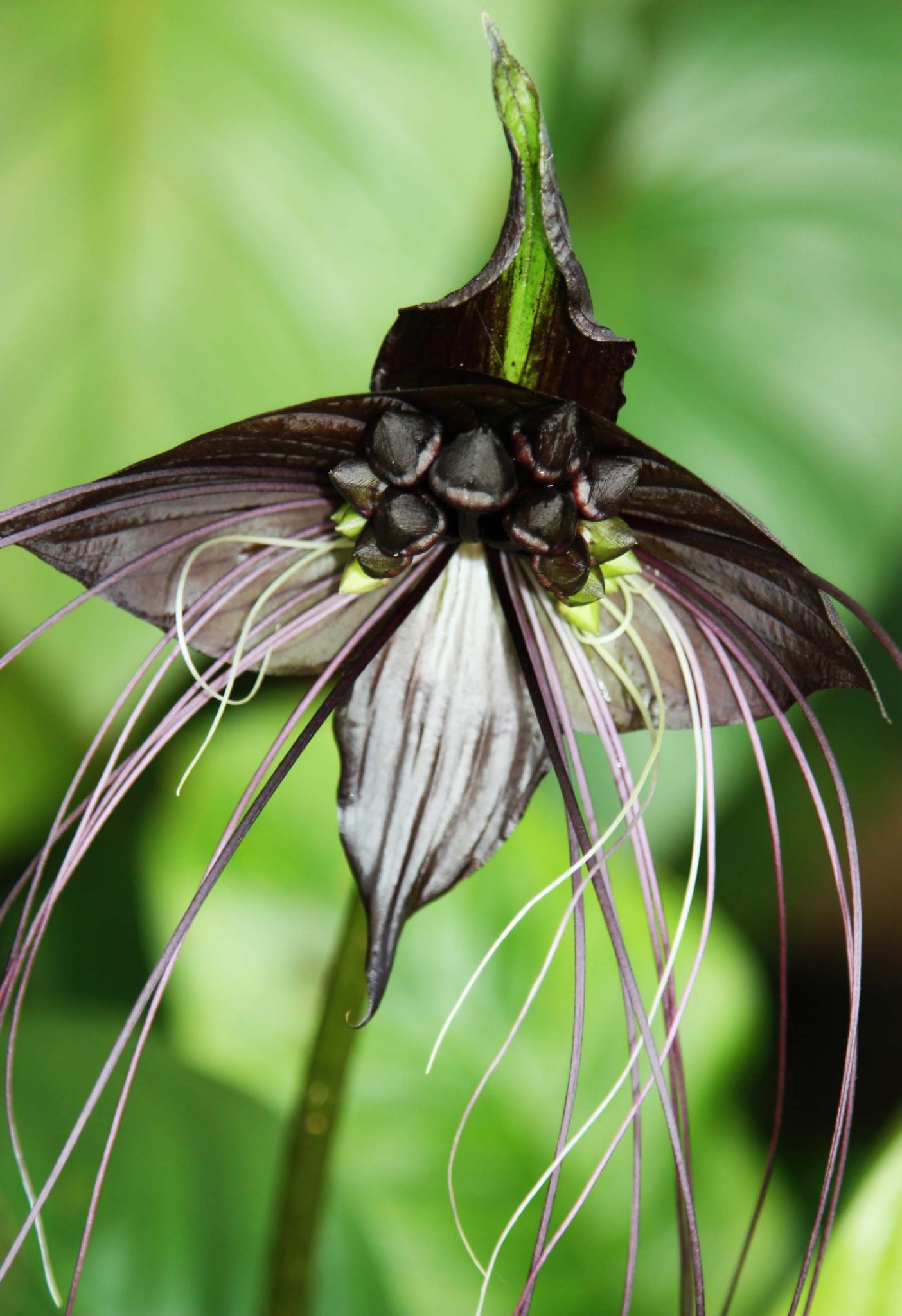 Black Things: 50+ Things That Are Black in Nature • Colors Explained