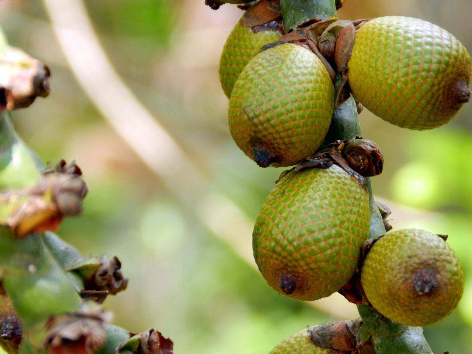 Green Things: 100+ Things That Are Green in Nature • Colors Explained
