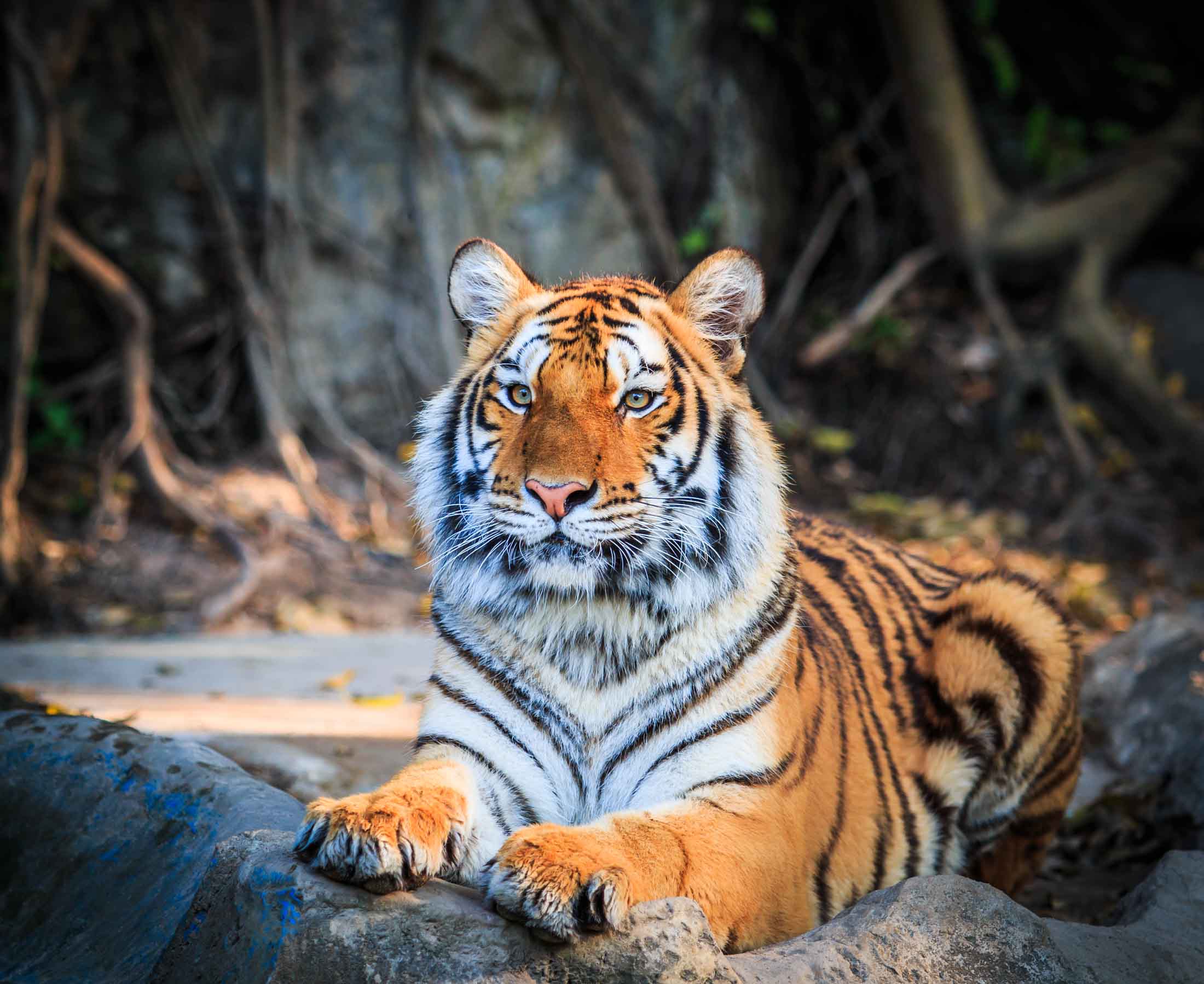 Orange Things: 105 Things That Are Orange in Nature • Colors Explained