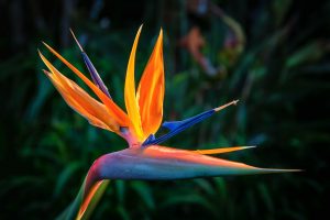 Orange Things: 105 Things That Are Orange in Nature • Colors Explained