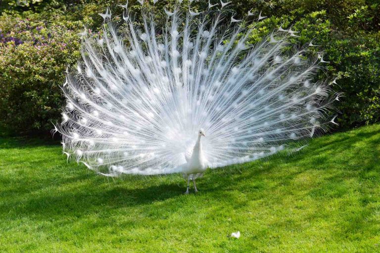 White Things: 50+ Things That Are White in Nature • Colors Explained