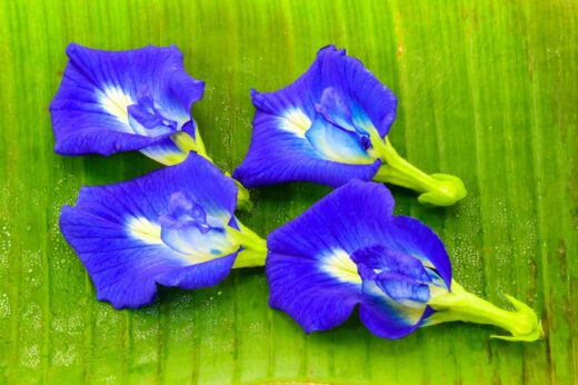18 Delicious Blue Foods For a Colorful Plate (2025) • Colors Explained
