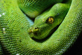 Green Things: 103 Things That Are Green in Nature [2022 ]