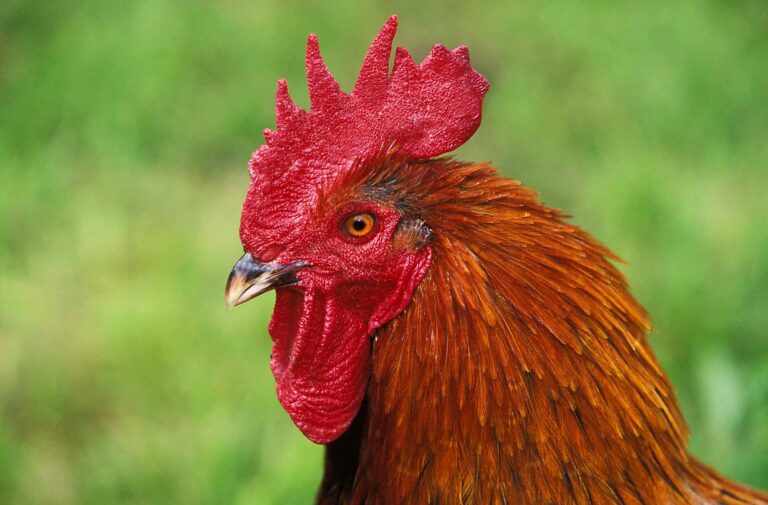 Red Things: 101 Things That Are Red in Nature (2026) • Colors Explained