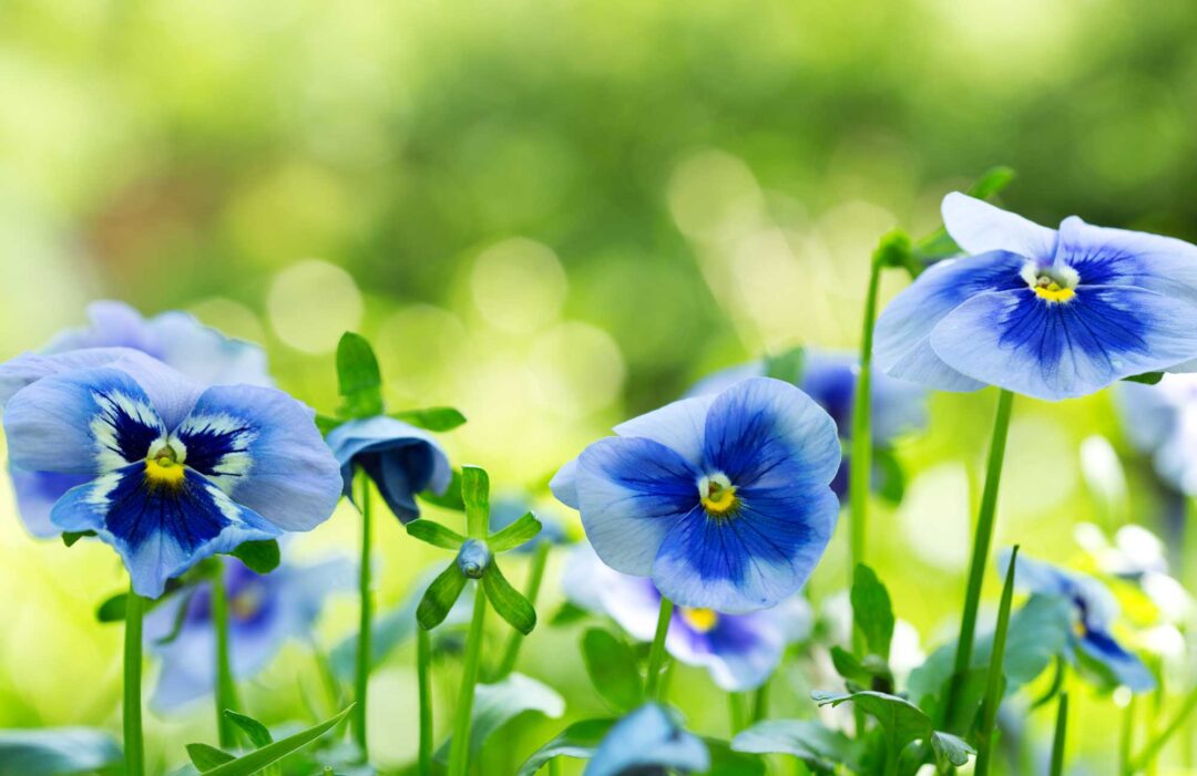 18 Delicious Blue Foods For a Colorful Plate (2022) • Colors Explained