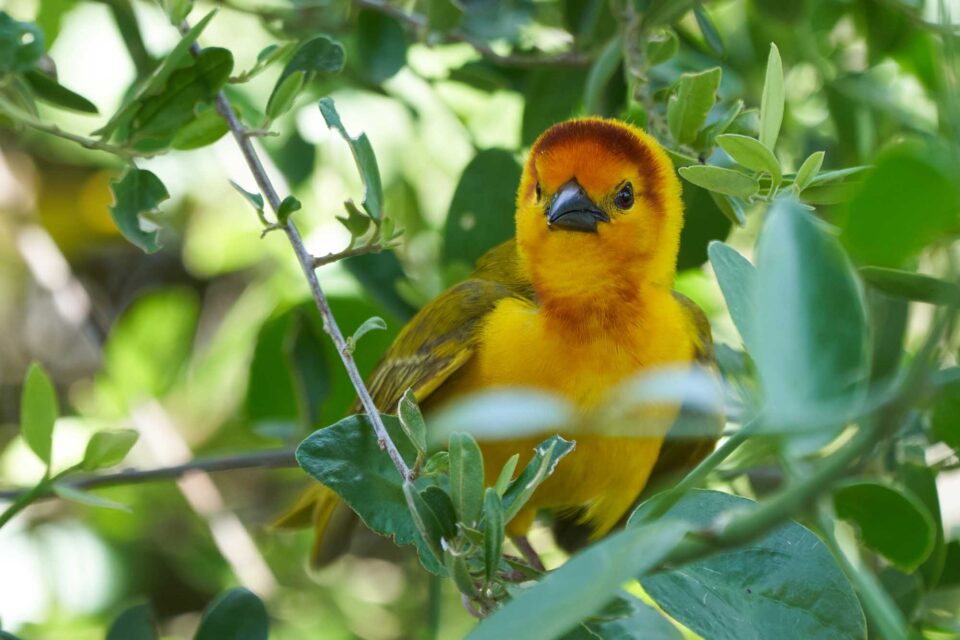 Yellow Things: 101 Things That Are Yellow In Nature [2021]