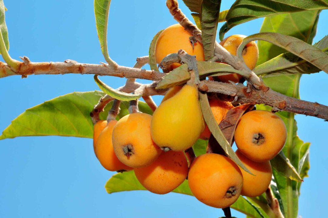 Yellow Things: 101 Things That Are Yellow In Nature [2021]