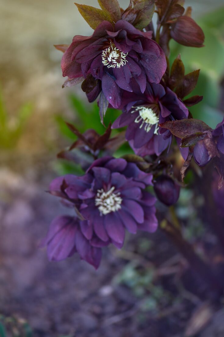 Purple Things: 103 Things That Are Purple in Nature (2022) • Colors ...