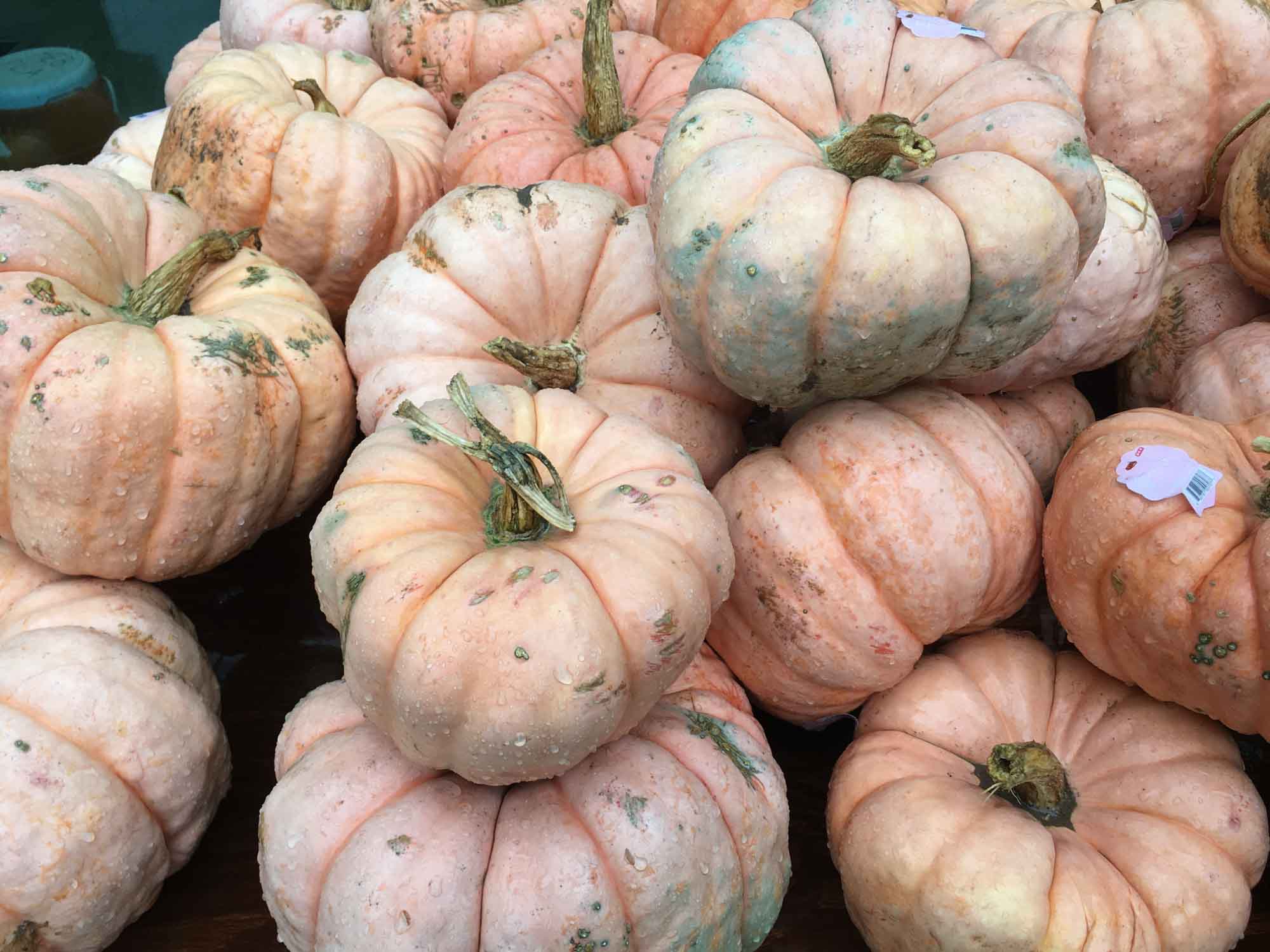 Pink Pumpkins on Halloween? This Is What It Means • Colors Explained