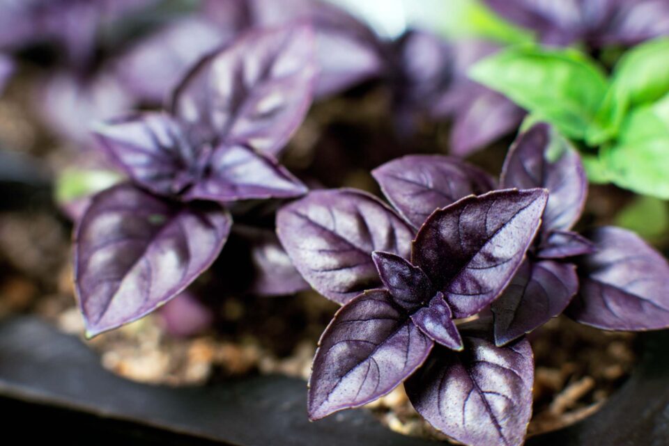 17 Purple Foods To Help You Eat The Rainbow (2022) • Colors Explained
