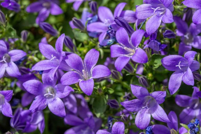 Purple Things: 103 Things That Are Purple in Nature (2022) • Colors ...