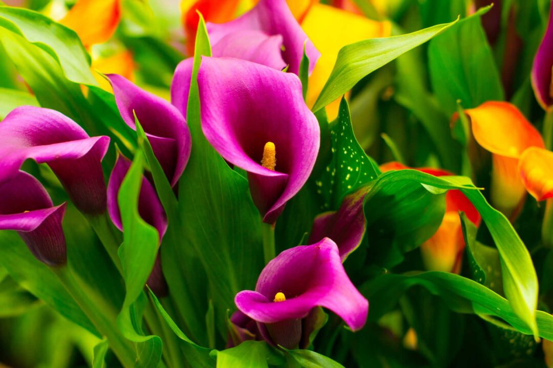 Meaning of the Color Magenta: Symbolism, Common Uses, & More