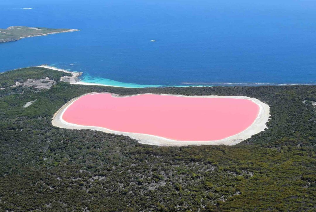 Pink Things: 101 Things That Are Pink in Nature (2022) • Colors Explained