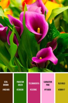 99 Shades of Pink Color With Names, HEX, RGB, & CMYK