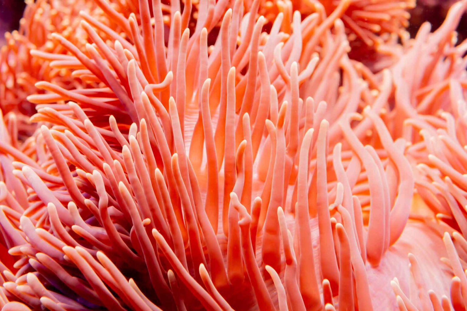 Meaning of the Color Coral: Symbolism, Common Uses, & More (2025)