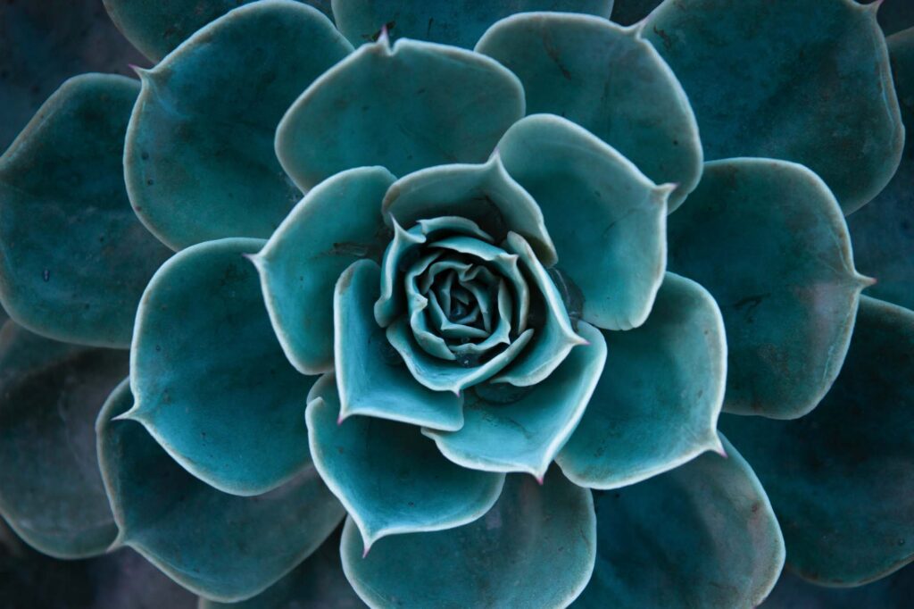 Meaning Of The Color Teal Symbolism Common Uses More 2024 Meaning Of The Color Teal Symbolism Common Uses More 2024