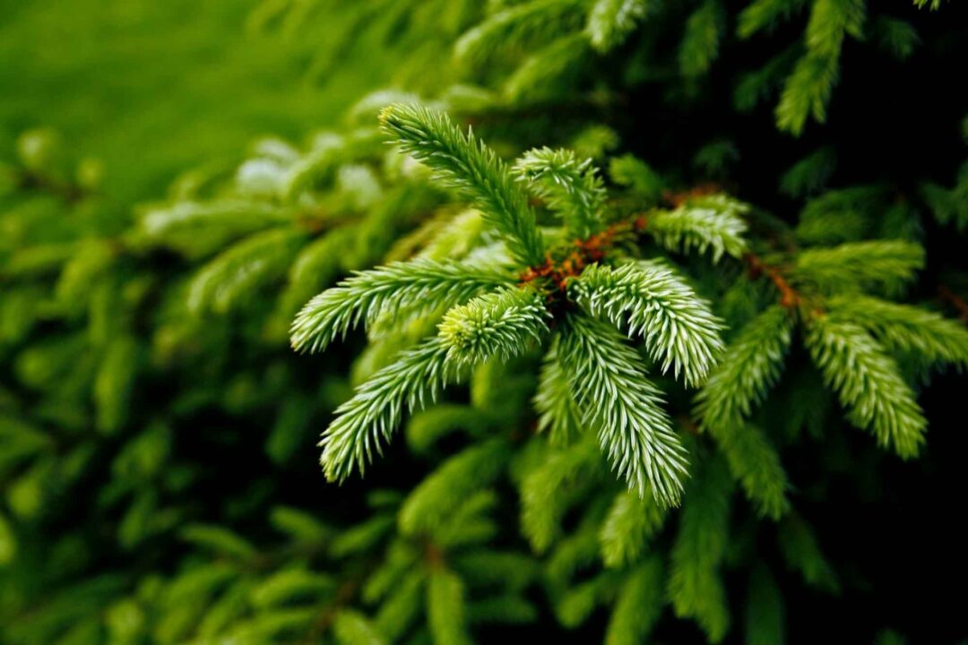 7 Christmas Colors And Their Meanings (2022) • Colors Explained
